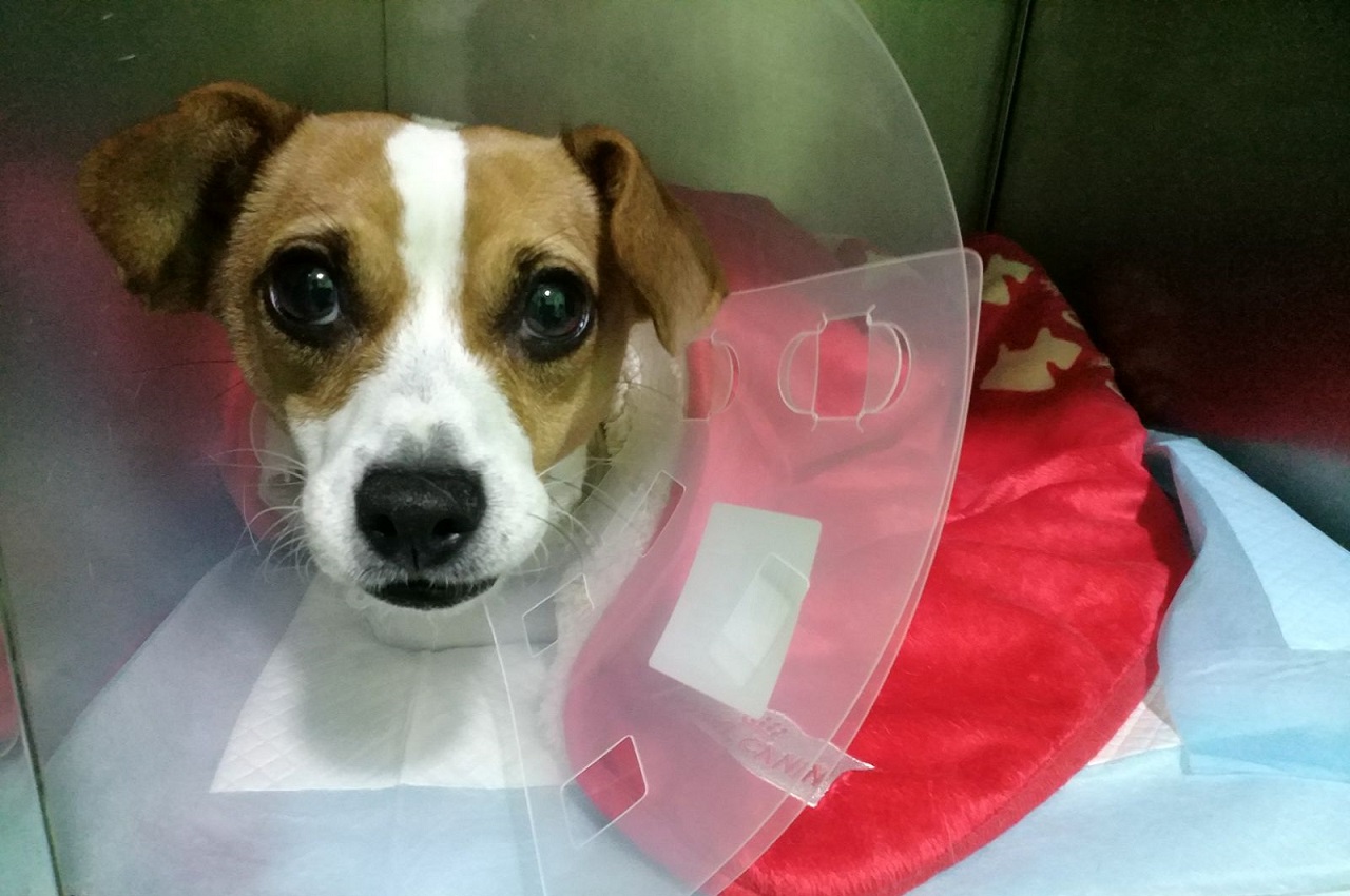 Recomendaciones cirugía castración / esterilización perros o gatos ...